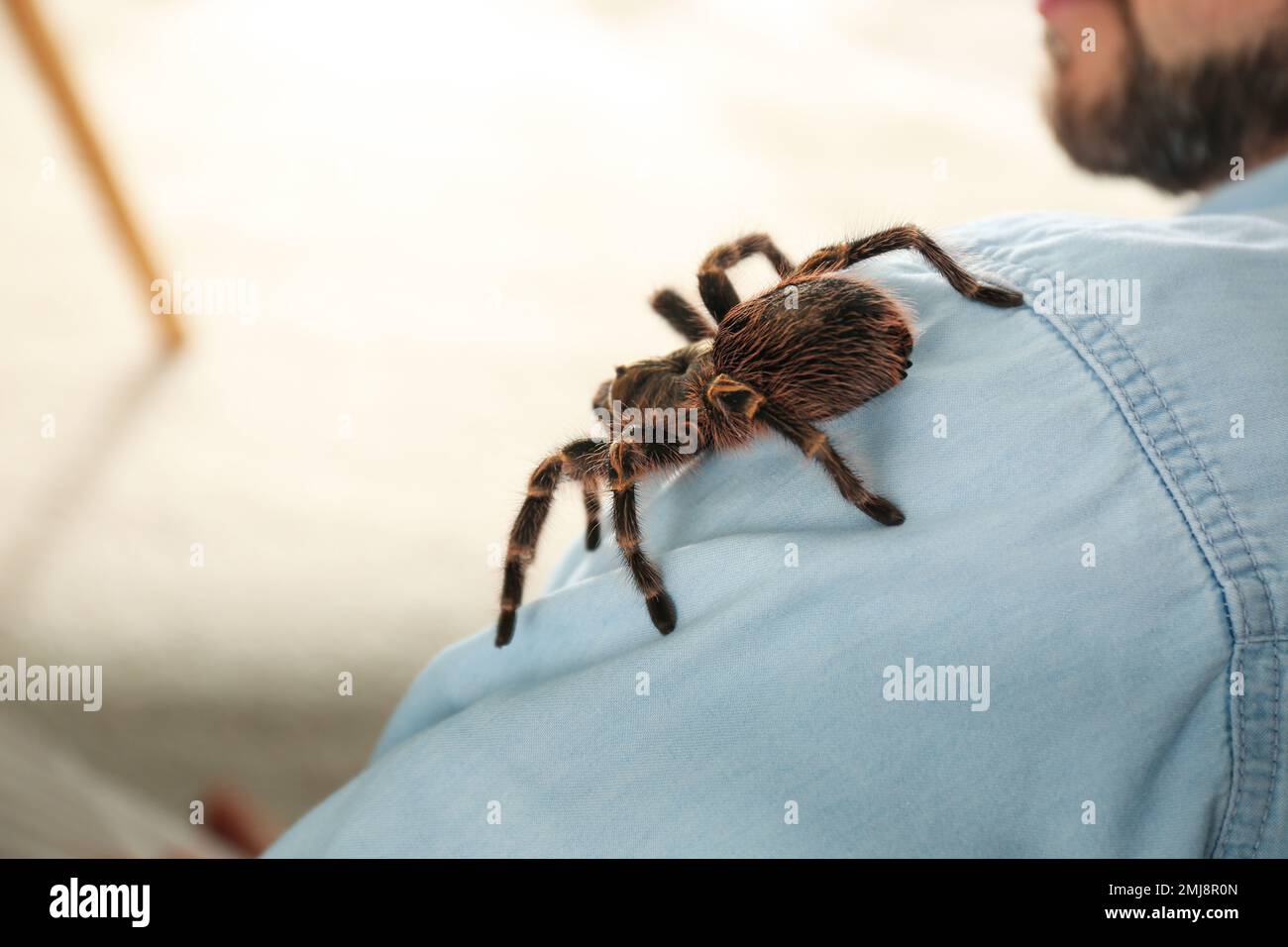 Man with striped knee tarantula on shoulder at home, closeup Stock ...