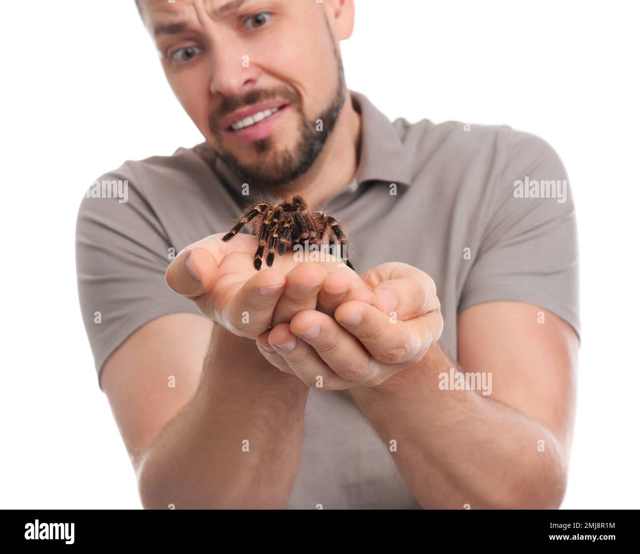 Scared man holding tarantula on white background. Arachnophobia (fear ...