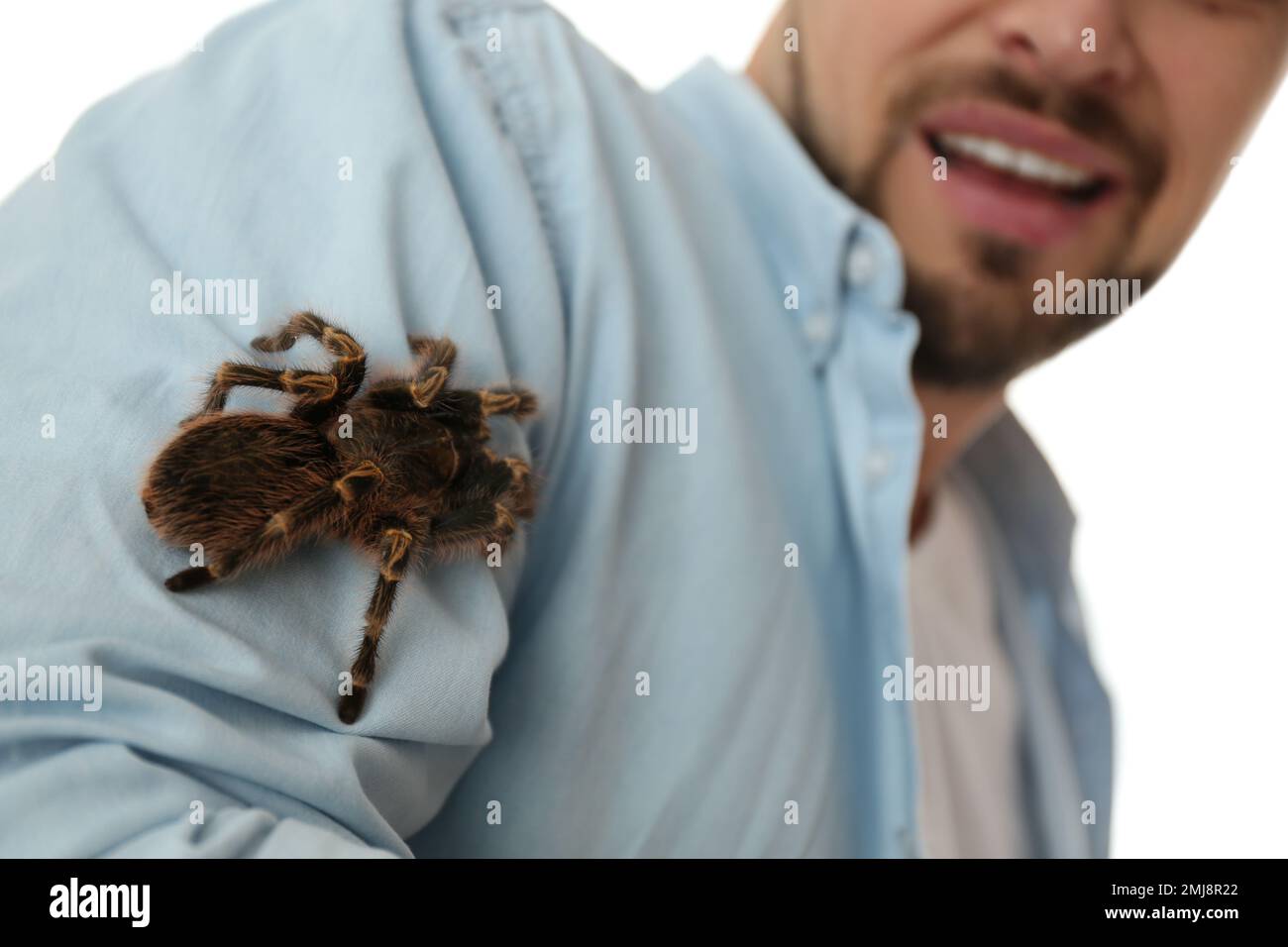 Man with tarantula at home, closeup. Arachnophobia (fear of spiders ...