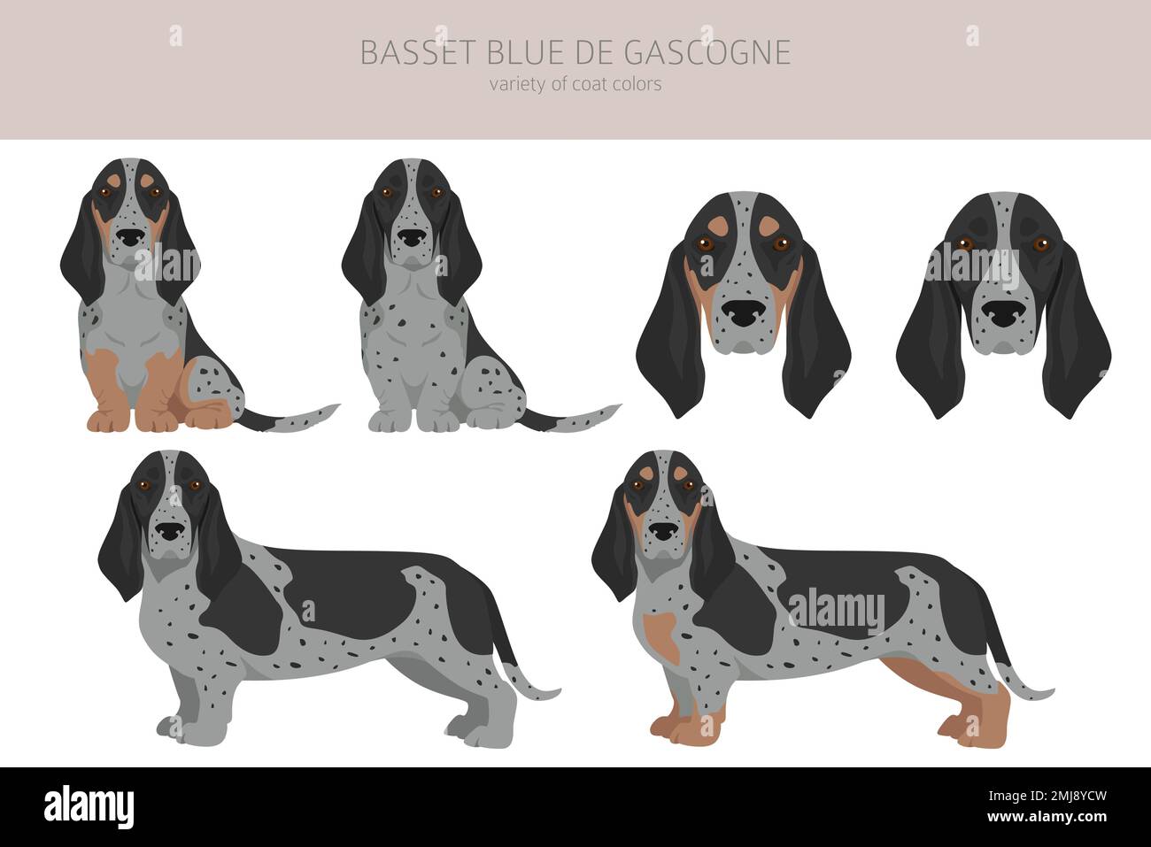 Basset Blue de Gascogne all colours clipart. Different coat colors and ...