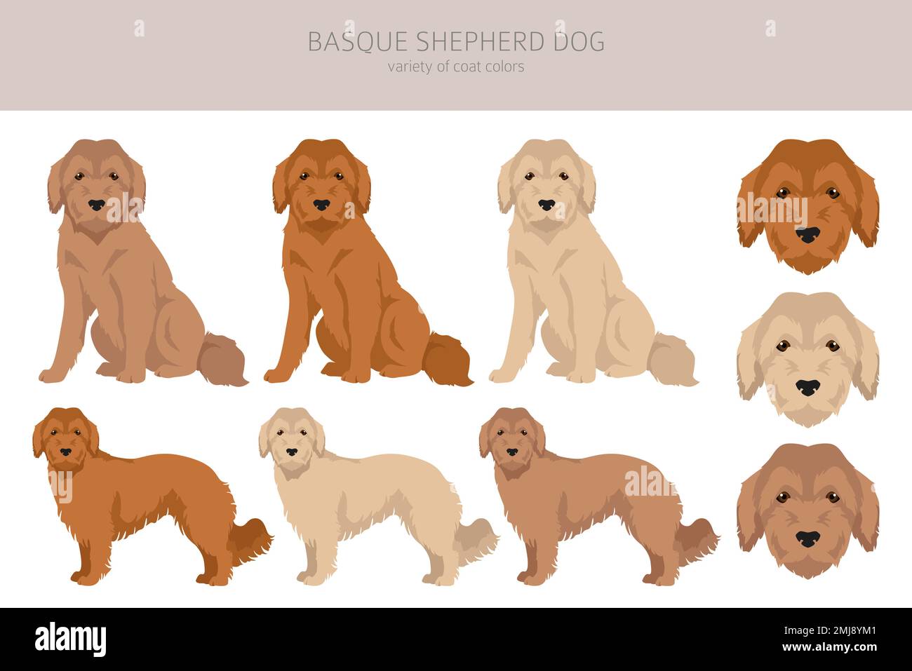 Basque Shepherd dog all colours clipart. Different coat colors and ...