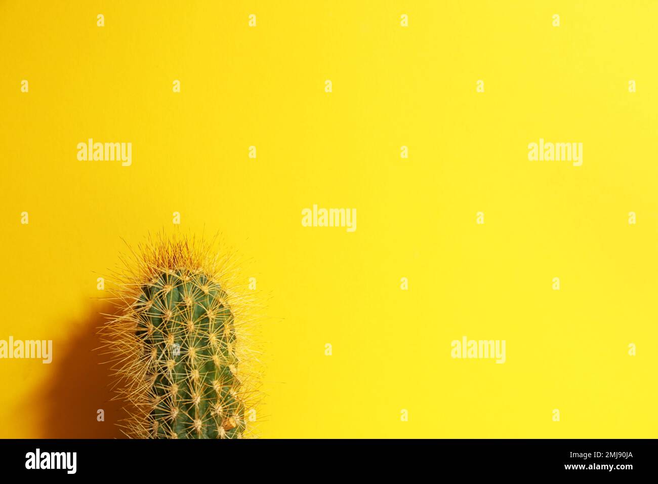 Beautiful cactus on yellow background. Space for text Stock Photo - Alamy