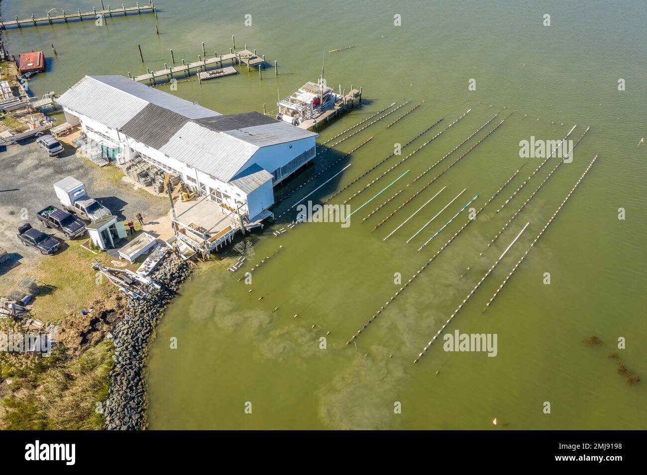 Aerial view of rows buoys marking farm grown oyster cages, Hoopers ...