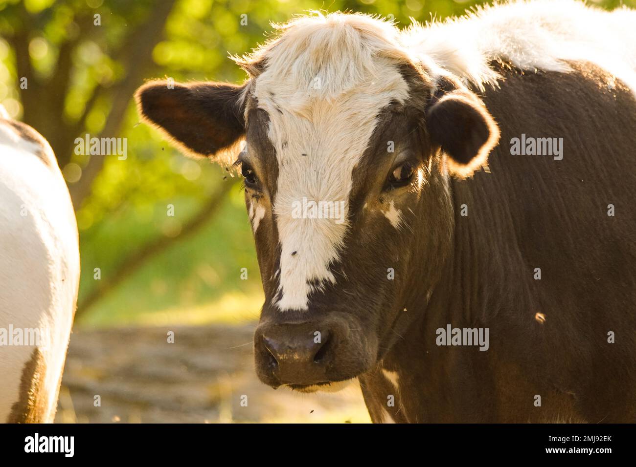 Close up portrait of cow during evening Stock Photo - Alamy