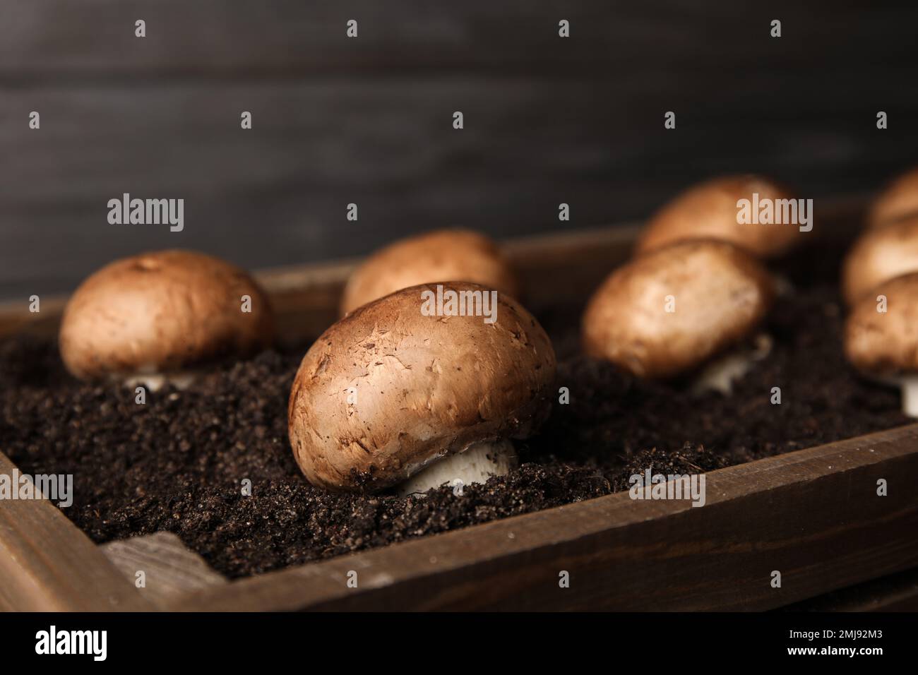 Brown champignons growing on soil in wooden crate, closeup. Mushrooms ...