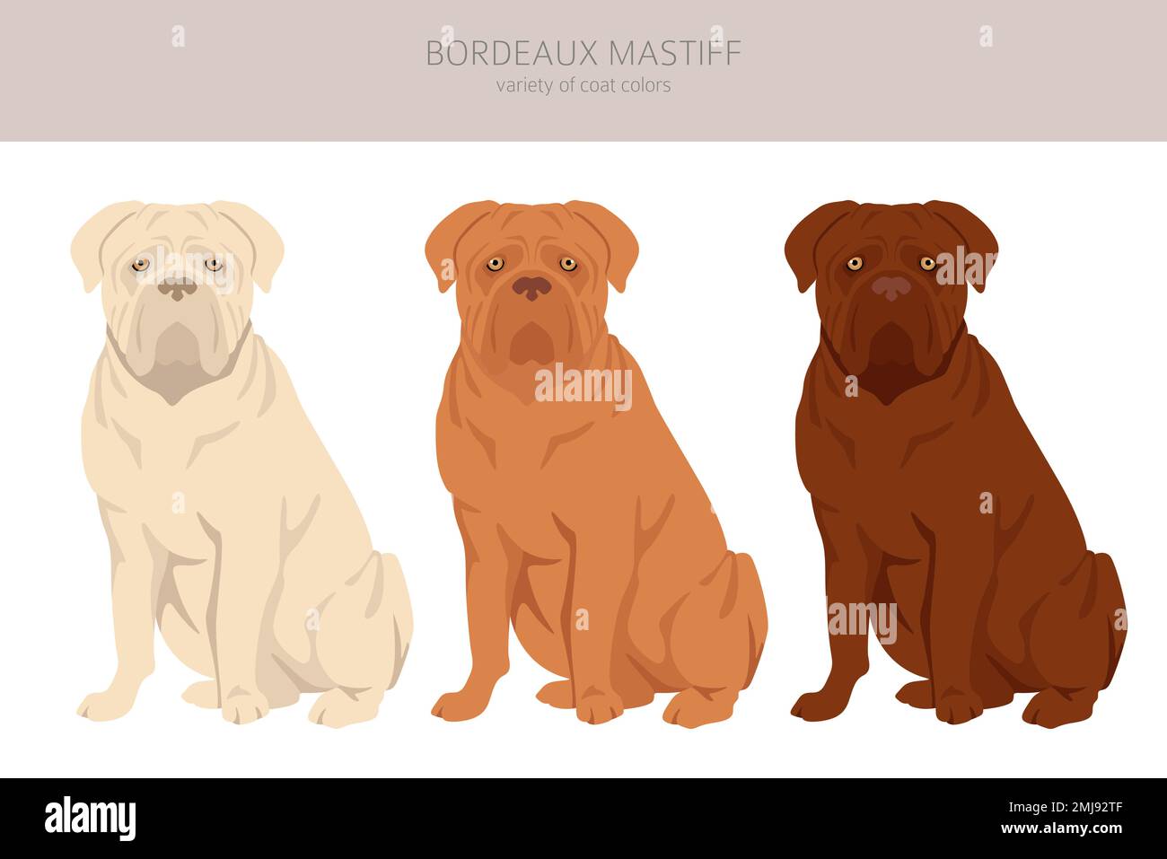 Bordeaux mastiff clipart. Different coat colors and poses set. Vector ...