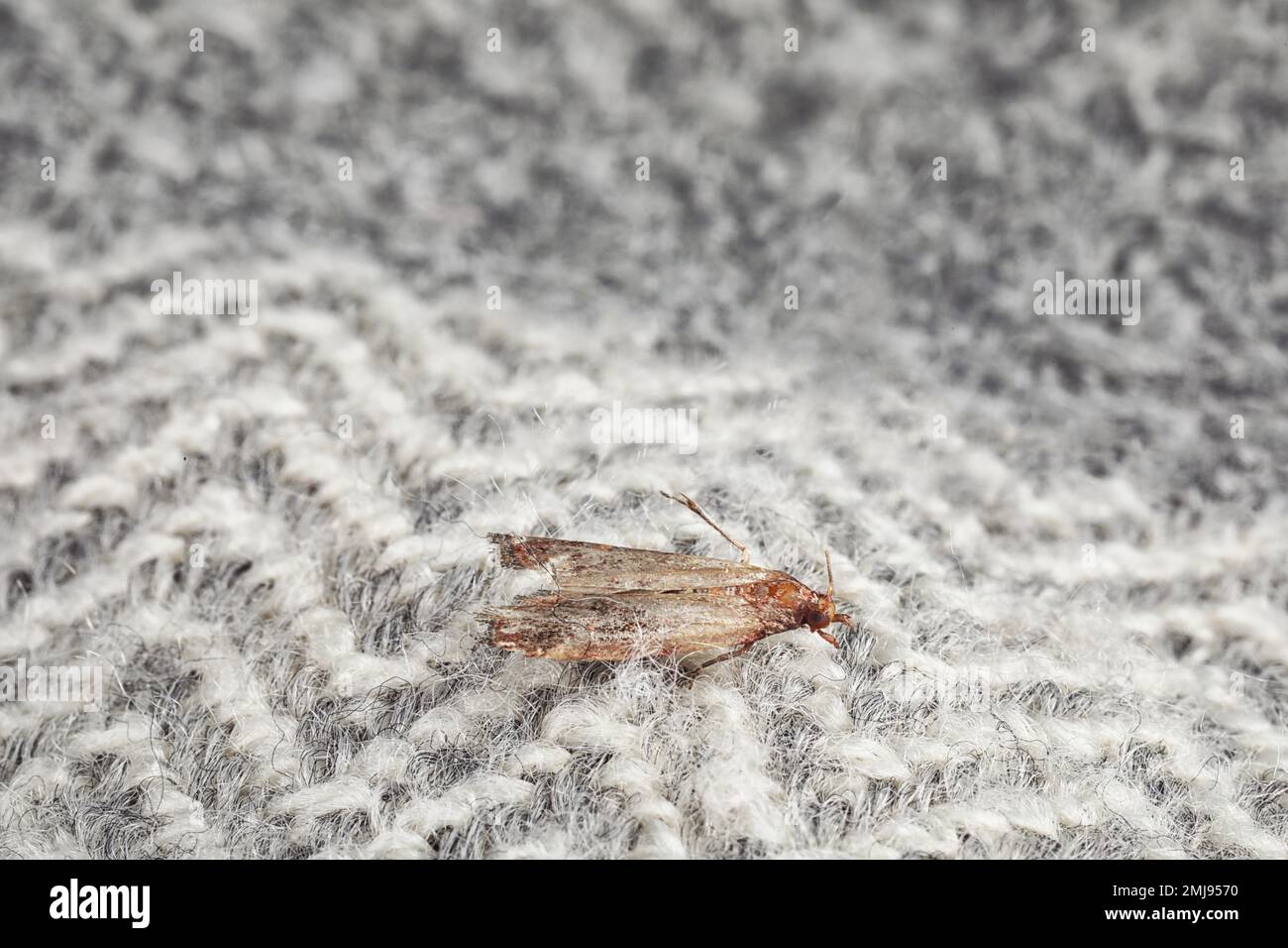 Common clothes moth (Tineola bisselliella) on light grey fabric ...