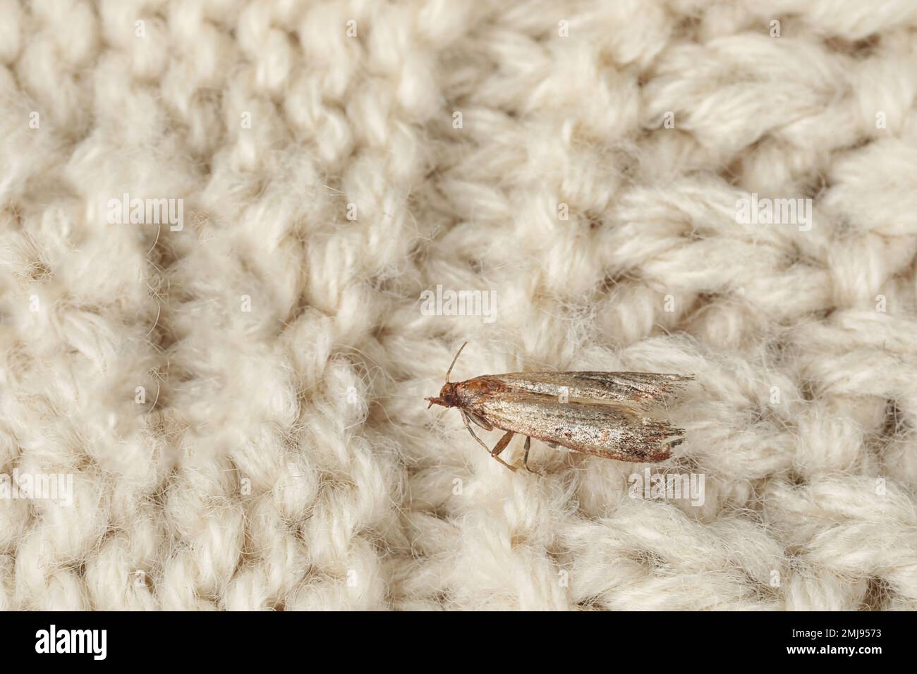 Common clothes moth (Tineola bisselliella) on beige knitted fabric ...