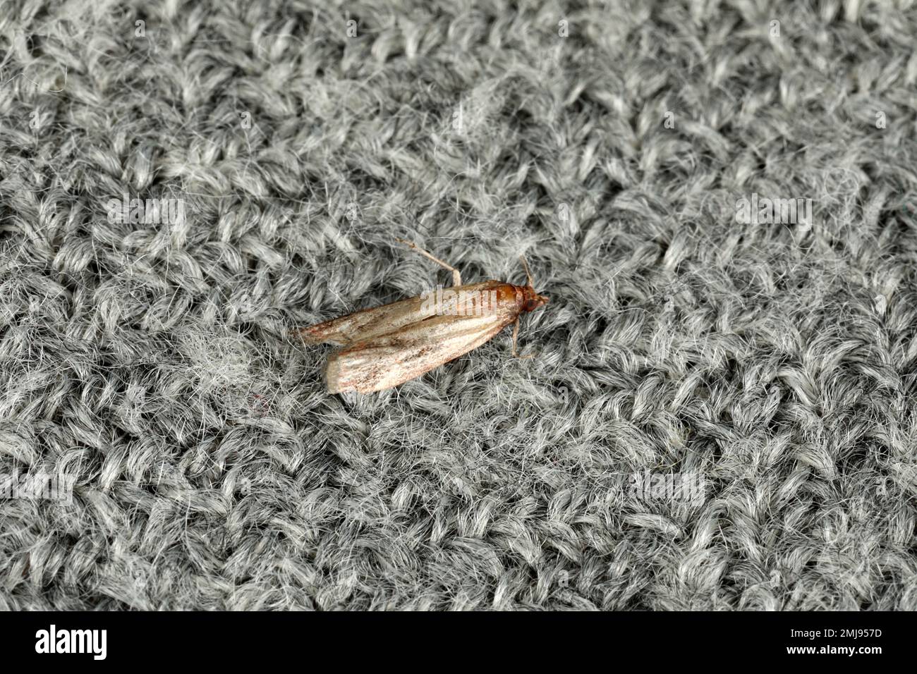 Common clothes moth (Tineola bisselliella) on grey fabric, top view ...