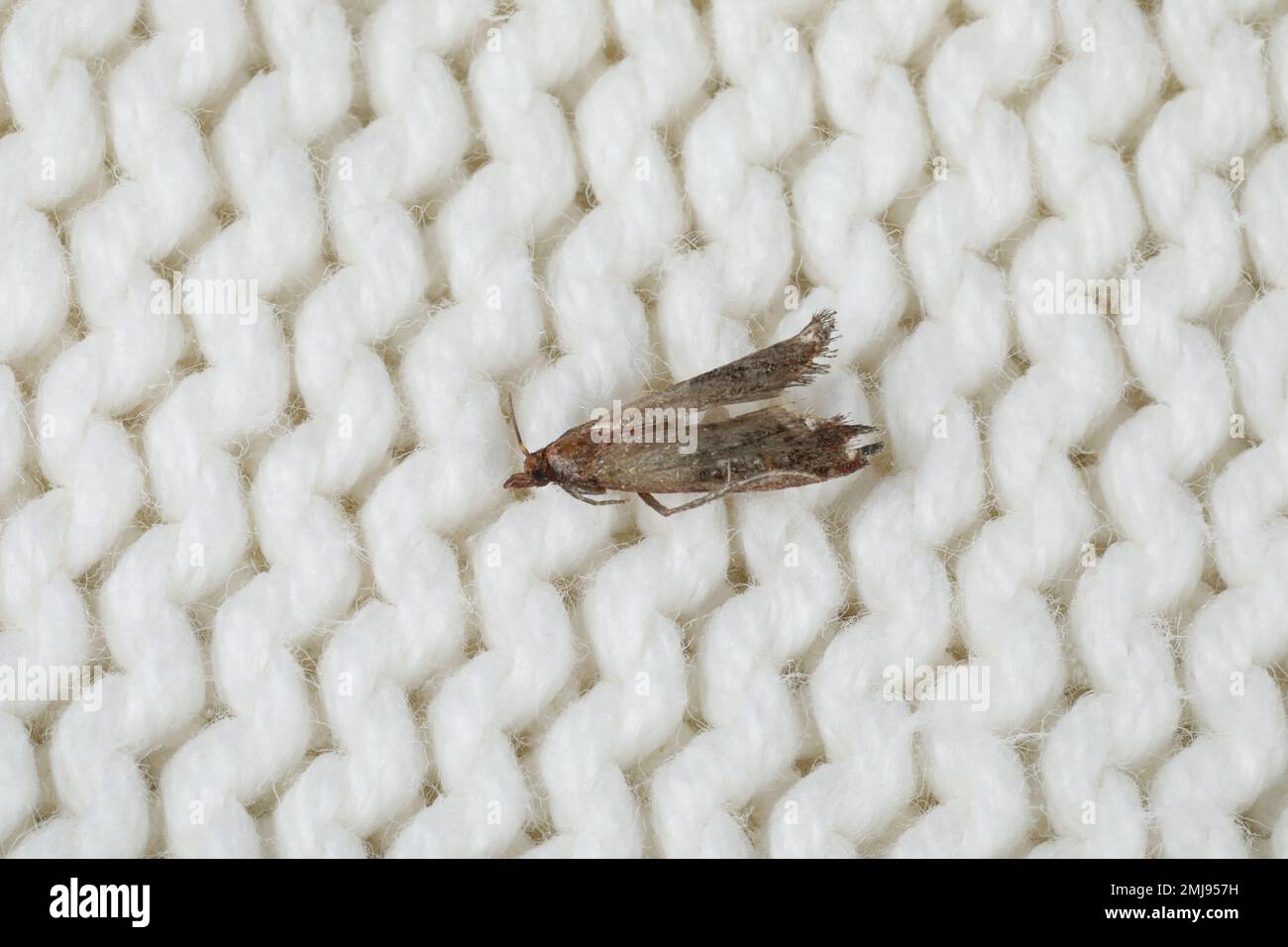 Common clothes moth (Tineola bisselliella) on white knitted fabric ...