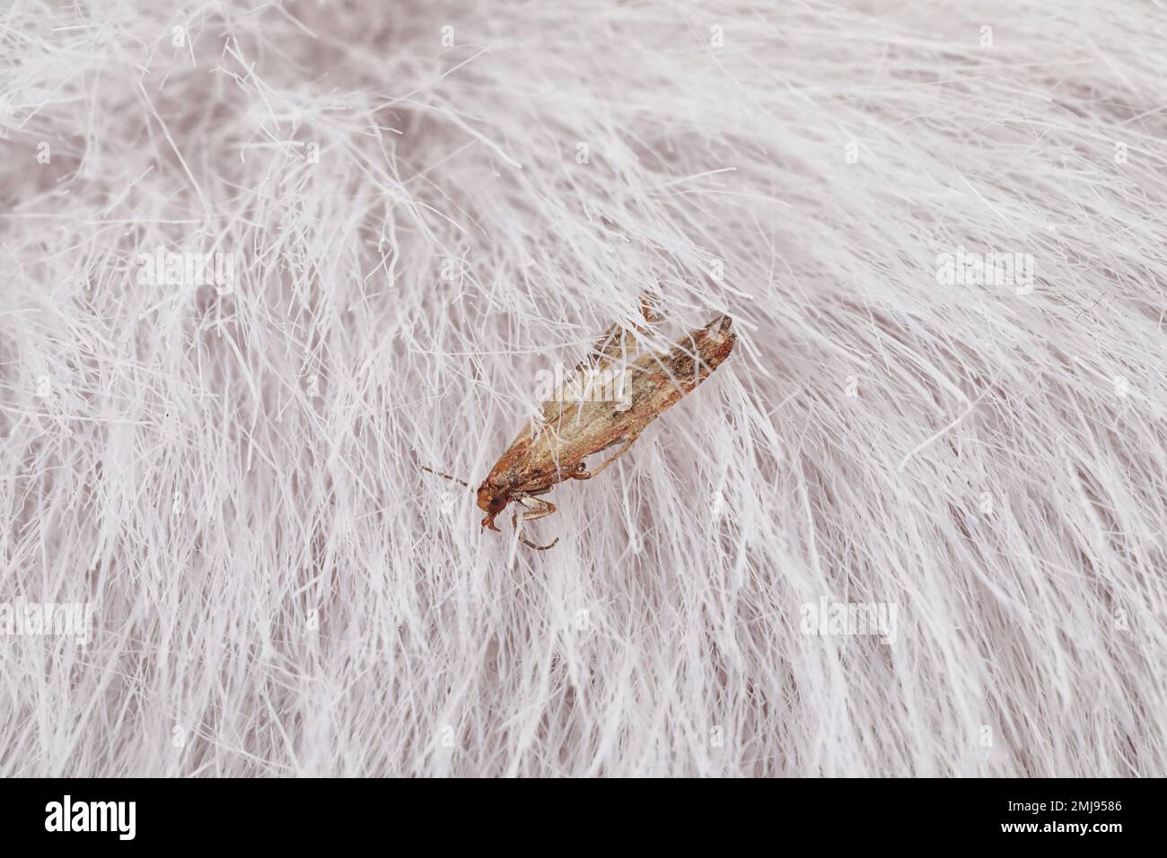 Common clothes moth (Tineola bisselliella) on light fur, closeup Stock ...