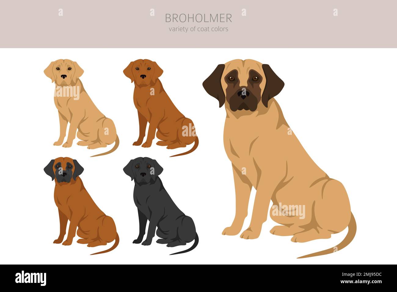 Broholmer clipart. Different coat colors and poses set. Vector ...