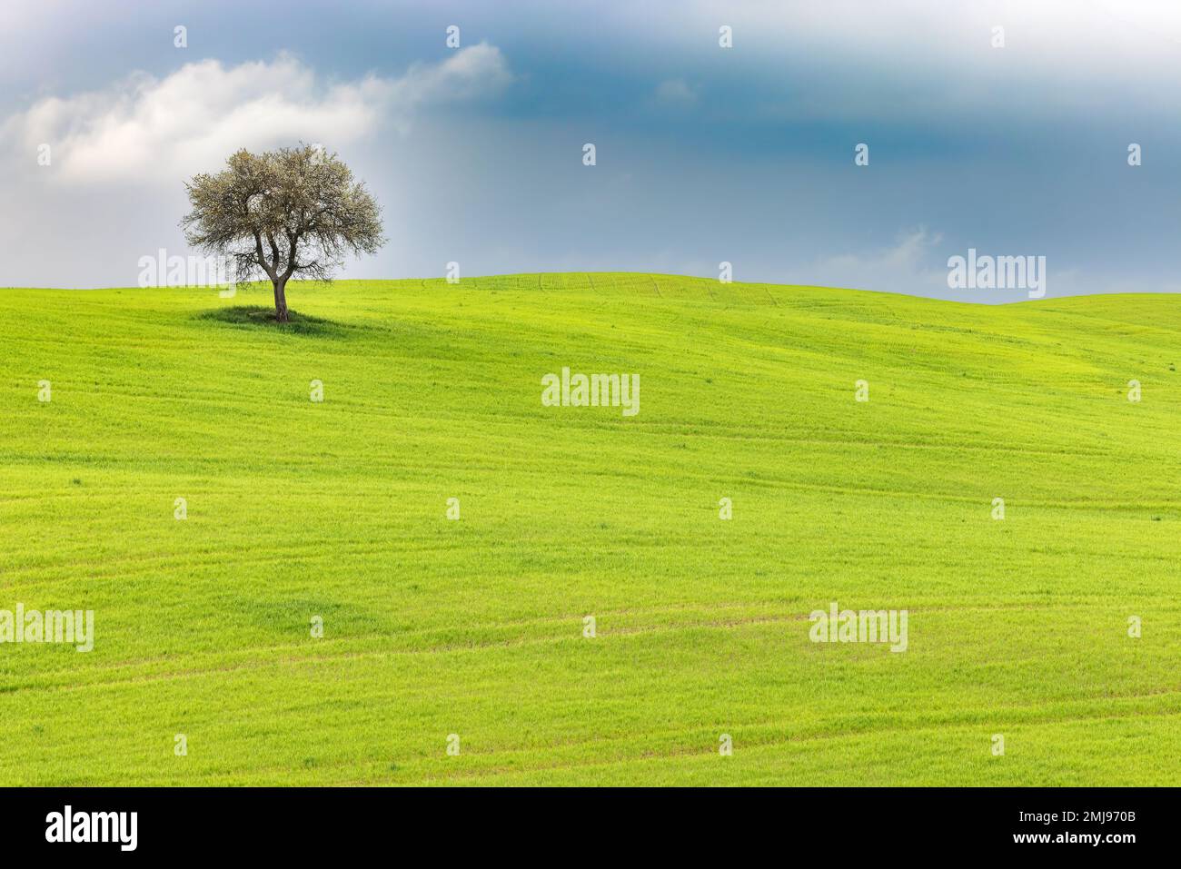 Typical landscape, solitary tree on rolling green hills in spring in ...
