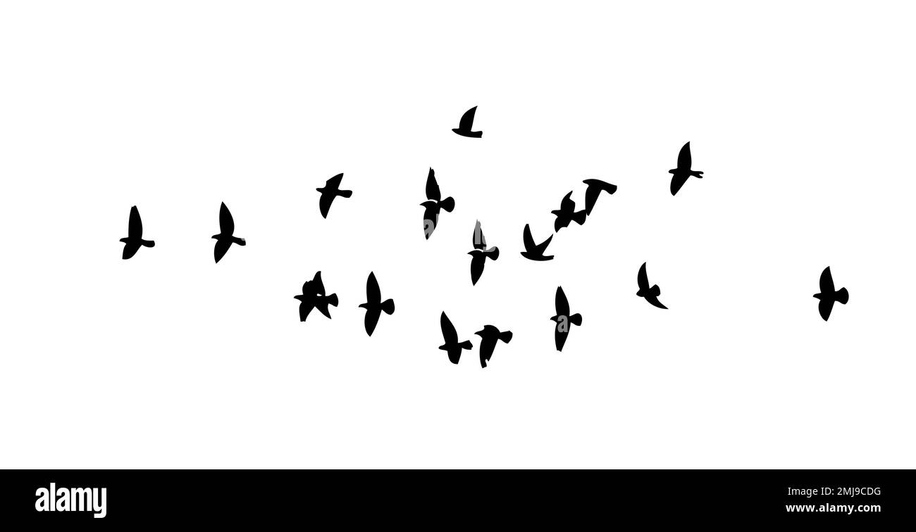 A flock of flying birds. Free birds. Vector illustration Stock Vector ...