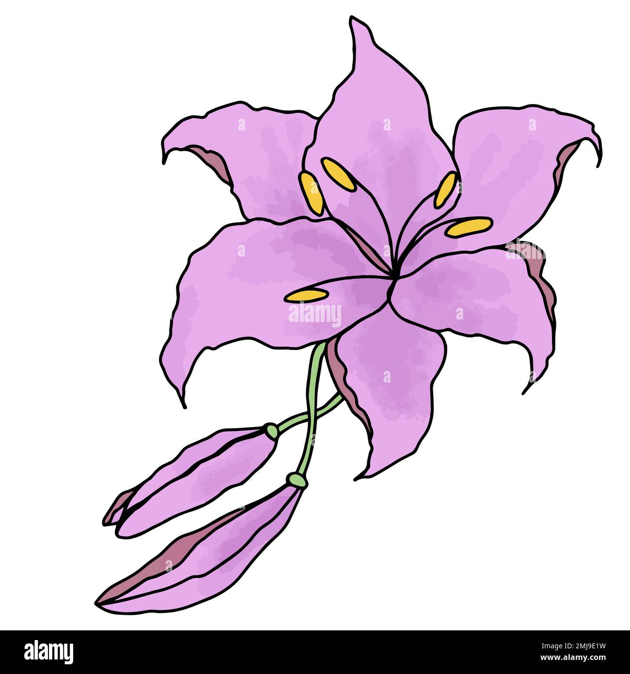 Lily flower drawings Cut Out Stock Images & Pictures - Alamy