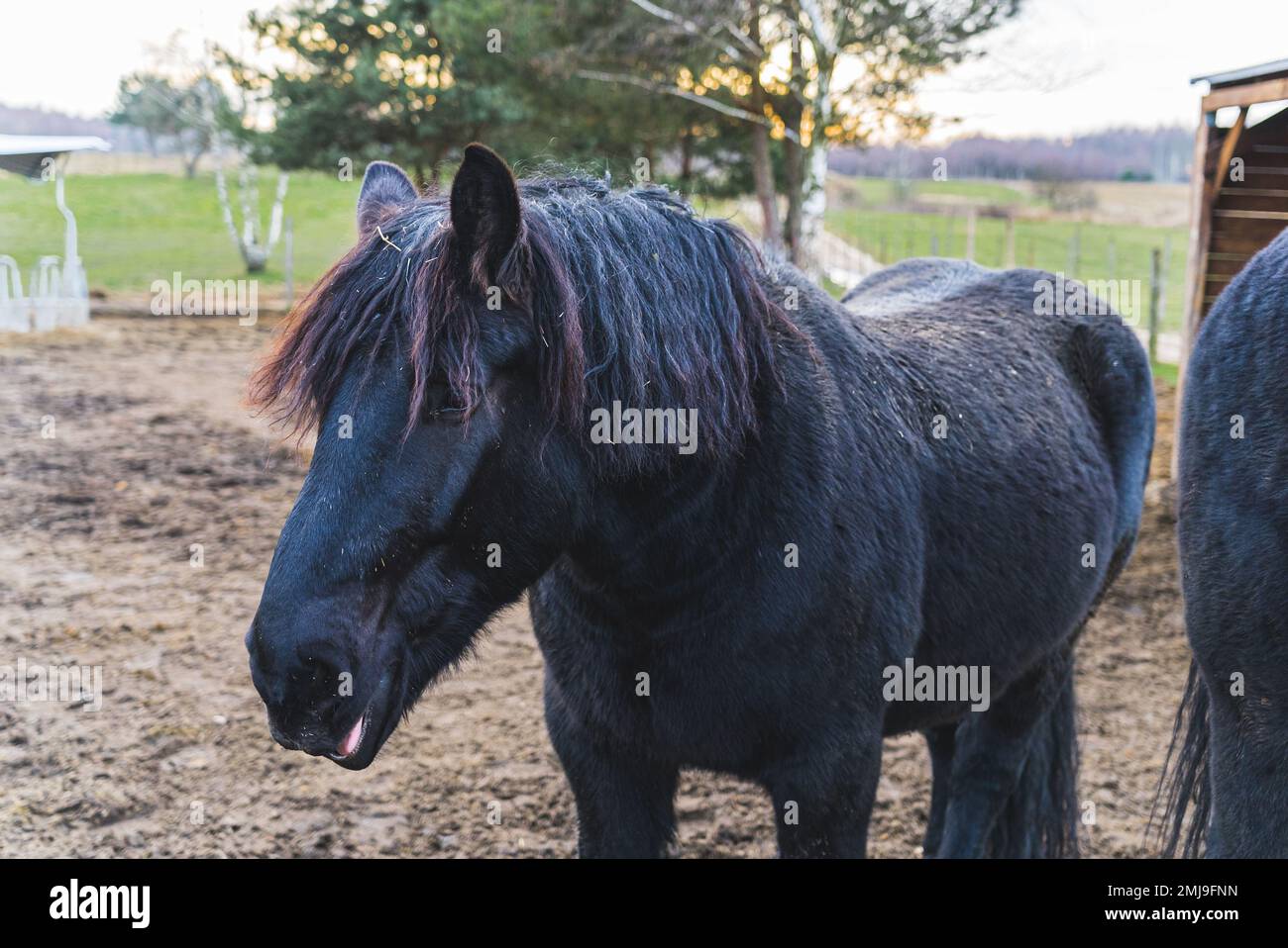 The small one all black Friesian horse standing in a special horse pen ...