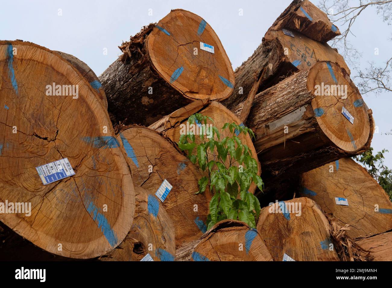 Logs are piled at the yard of a logging company located in the Jacunda ...