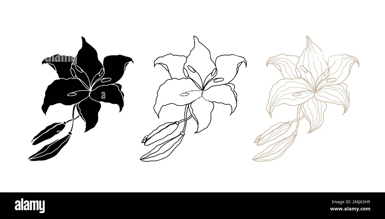 Lily flower drawings Stock Vector Images - Alamy