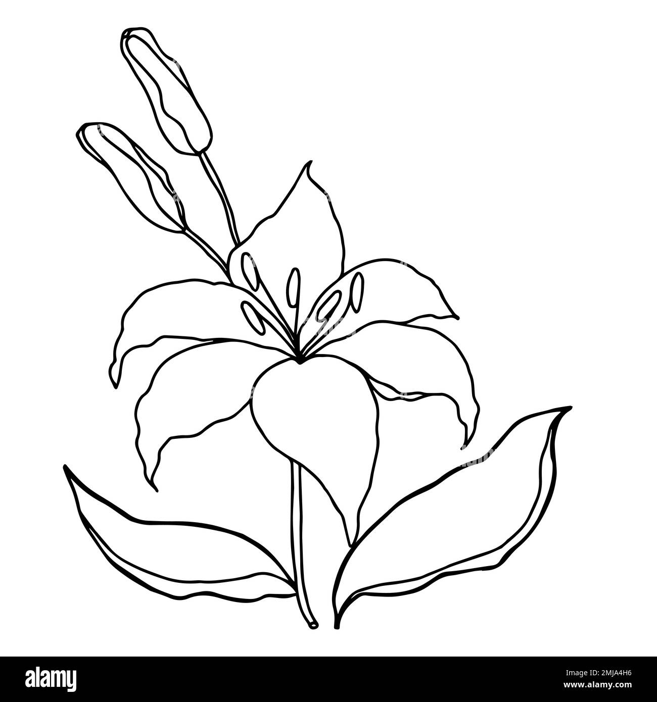 Lily flower drawings hi-res stock photography and images - Alamy