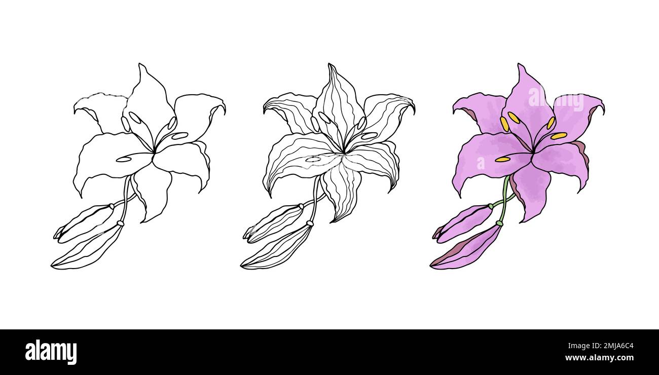 Lily flower drawings hi-res stock photography and images - Alamy