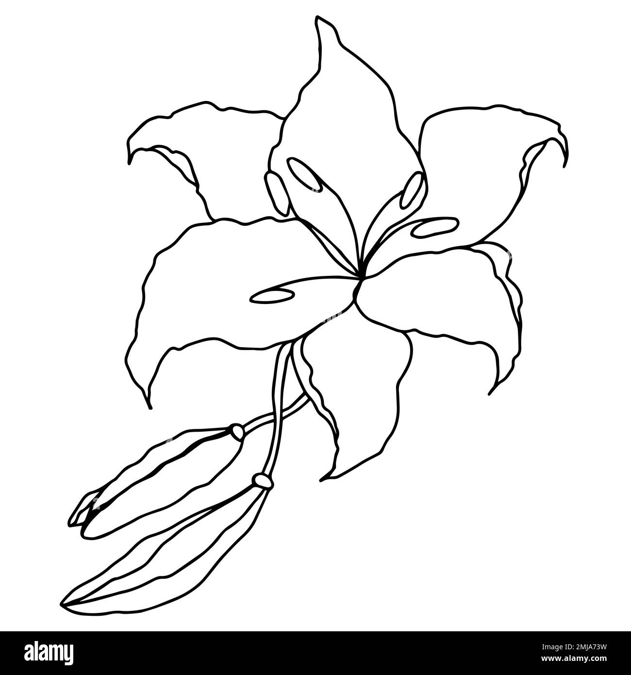 Lilly hand drawn flower Stock Vector Image & Art - Alamy
