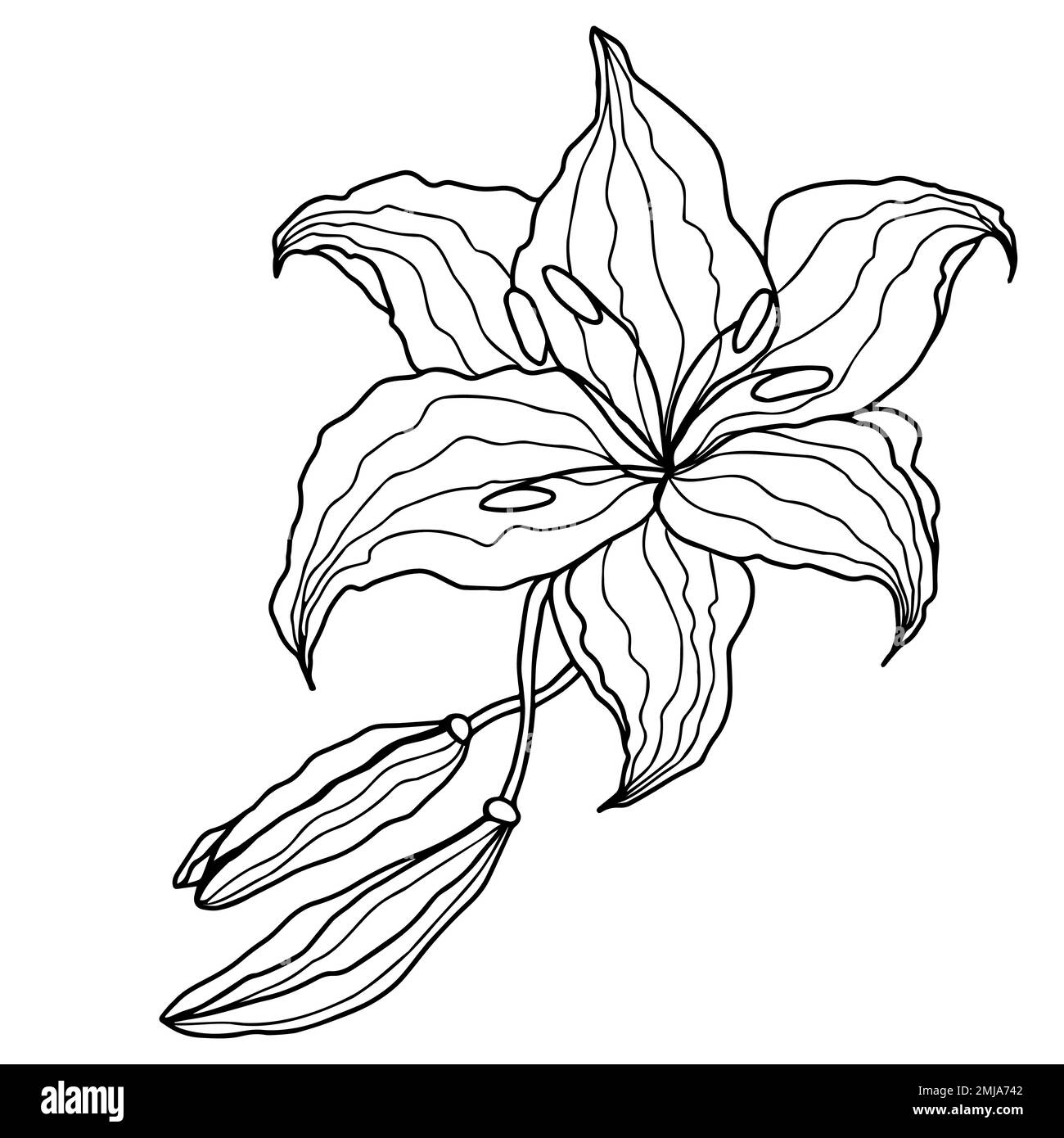 Lily flower drawings Cut Out Stock Images & Pictures - Alamy