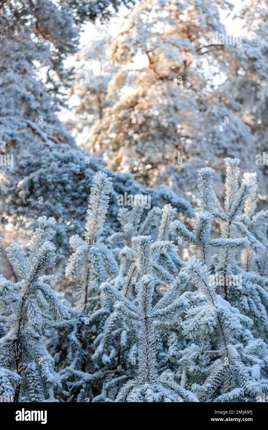 Winter landscape with forest, trees covered snow and sunrise at morning ...
