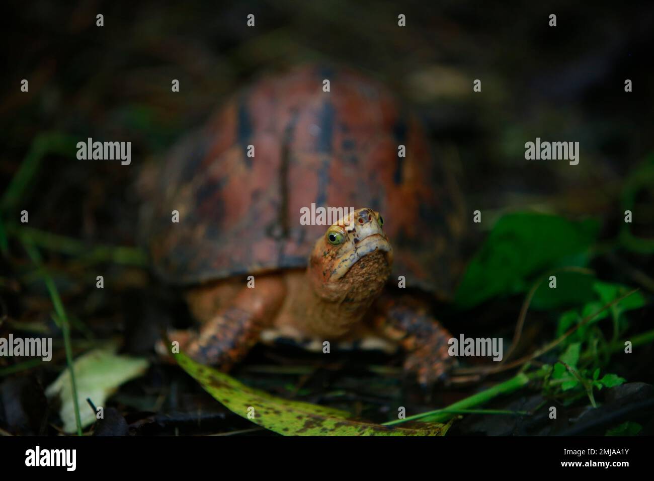 In this Aug 25, 2019 photo, Southern Vietnamese box turtles (Cuora ...