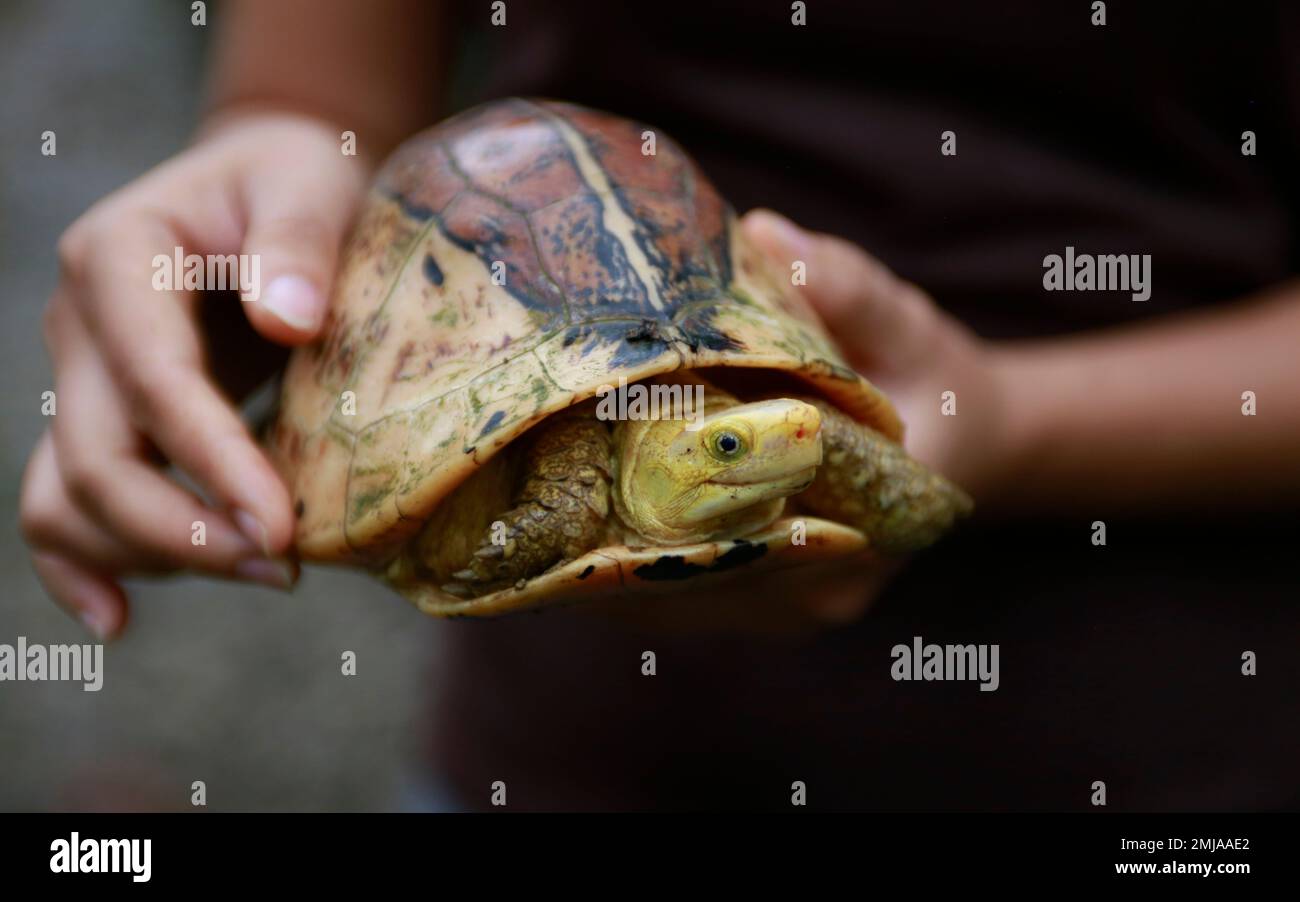 In this Aug 25, 2019, photo, a conservationist holds up a Central ...