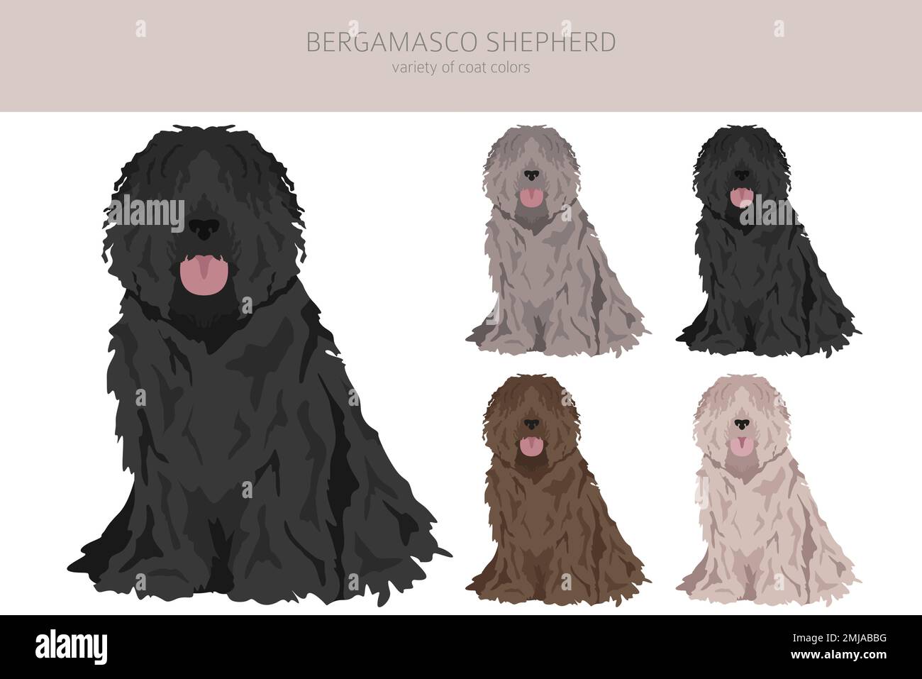 Bergamasco shepherd clipart. Different coat colors and poses set ...