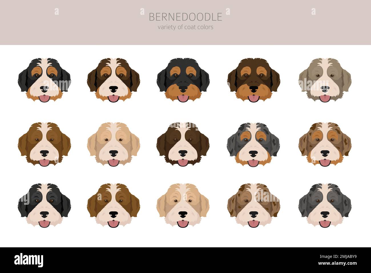 Bernedoodle hybrid clipart. All coat colors set. Different position ...