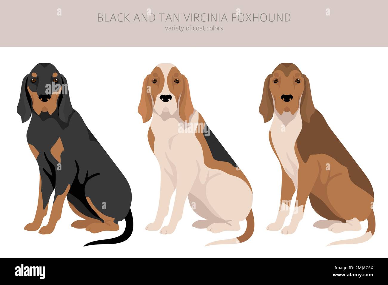 Black and tan virginia foxhound Stock Vector Images - Alamy