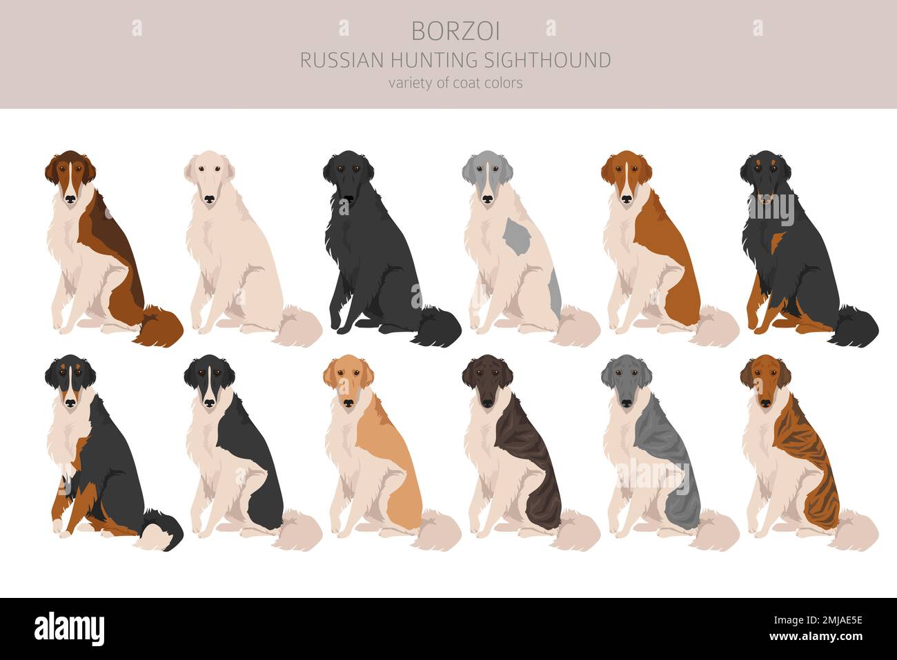 Russian hunting sighthound Borzoi clipart. Different coat colors and ...