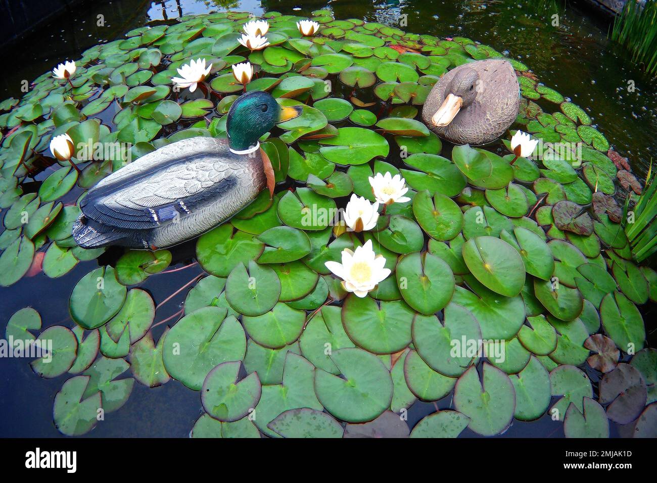 Wide angle view of the rubber duck as decoration in a pond with water ...