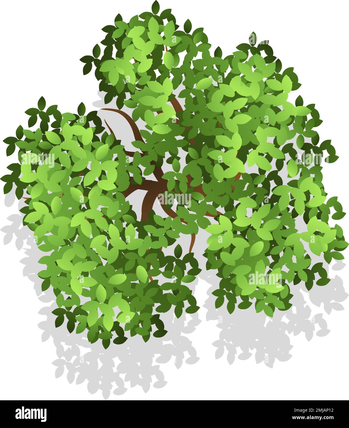 Green foliage top view. Tree landscape element Stock Vector Image & Art ...