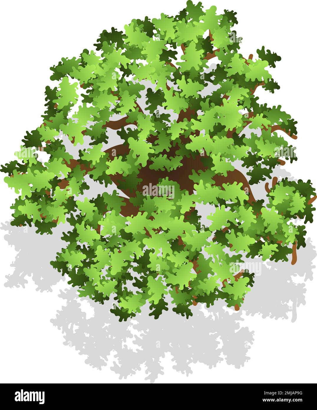 Oak tree top plan view Cut Out Stock Images & Pictures - Alamy