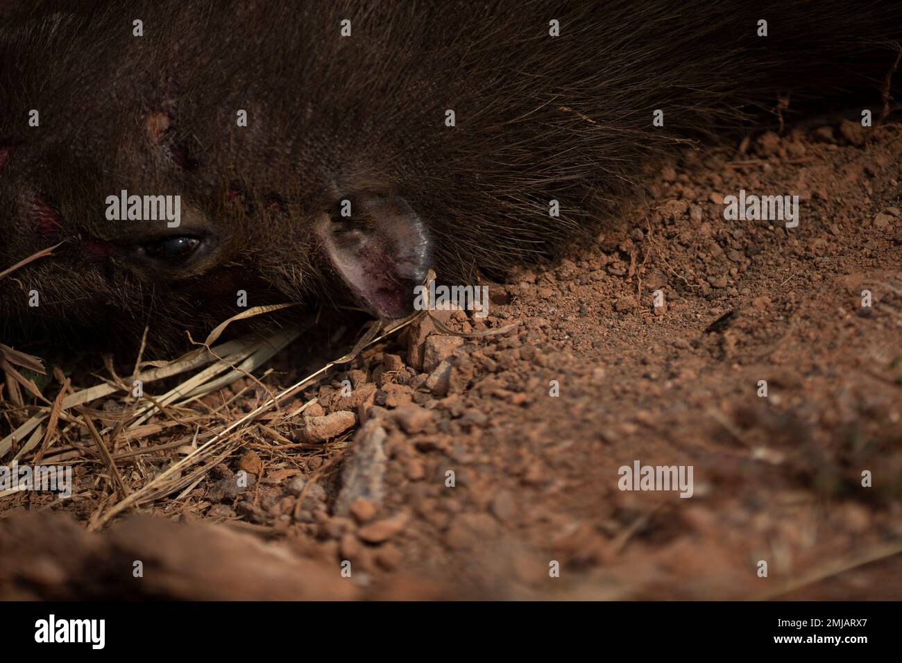 A dead capybara lays on the side of the highway in Altamira, Para state ...