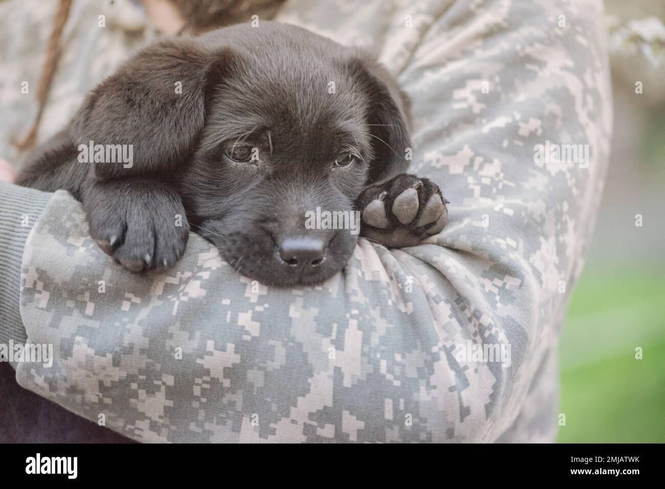 Little black labrador retriever puppy. Labrador in the hands of a man ...