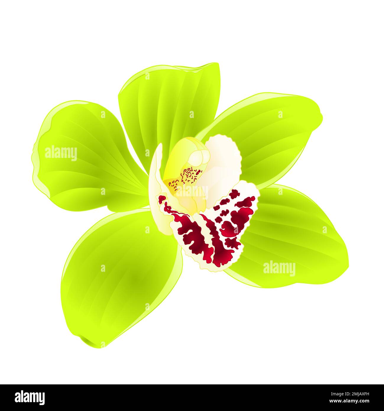 Tropical Orchid Cymbidium green flower realistic on white background ...