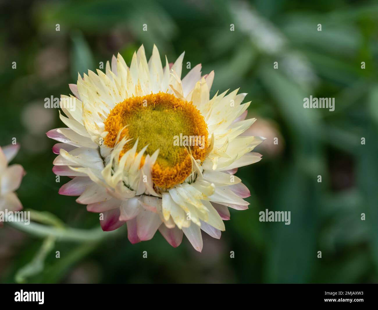 Australian native paper daisy hi-res stock photography and images - Alamy