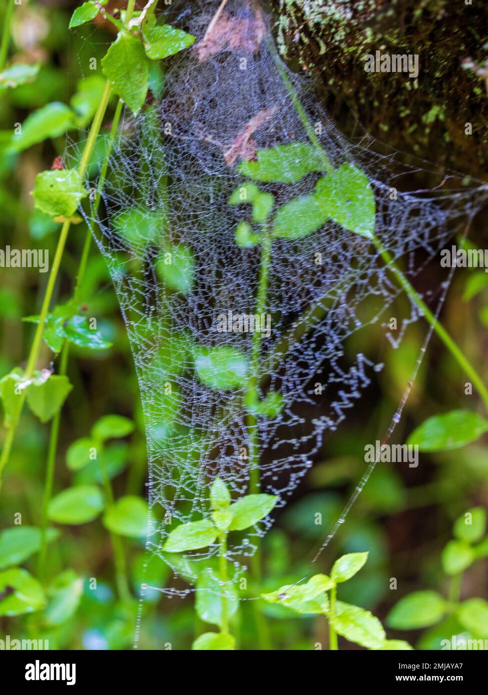 Australian water spiders hi-res stock photography and images - Alamy