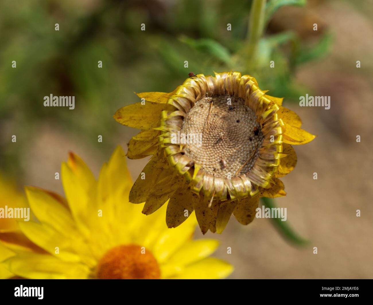 A yellow Paper Daisy in its last stage of life, shrivelling and drying ...