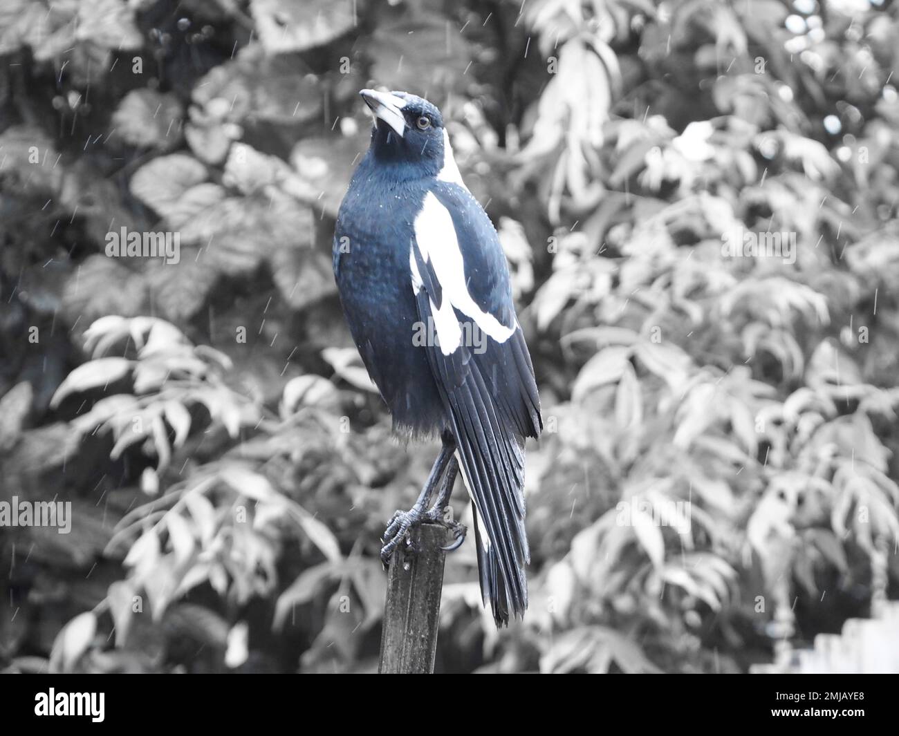 Australian native bird, Magpie perched on an fence post in the garden ...