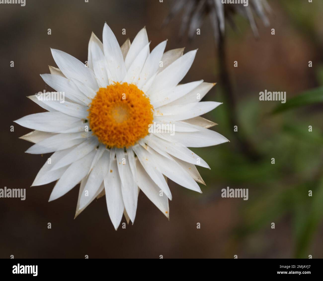 A perfect white Paper Daisy flower with a vibrant dark yellow centre ...