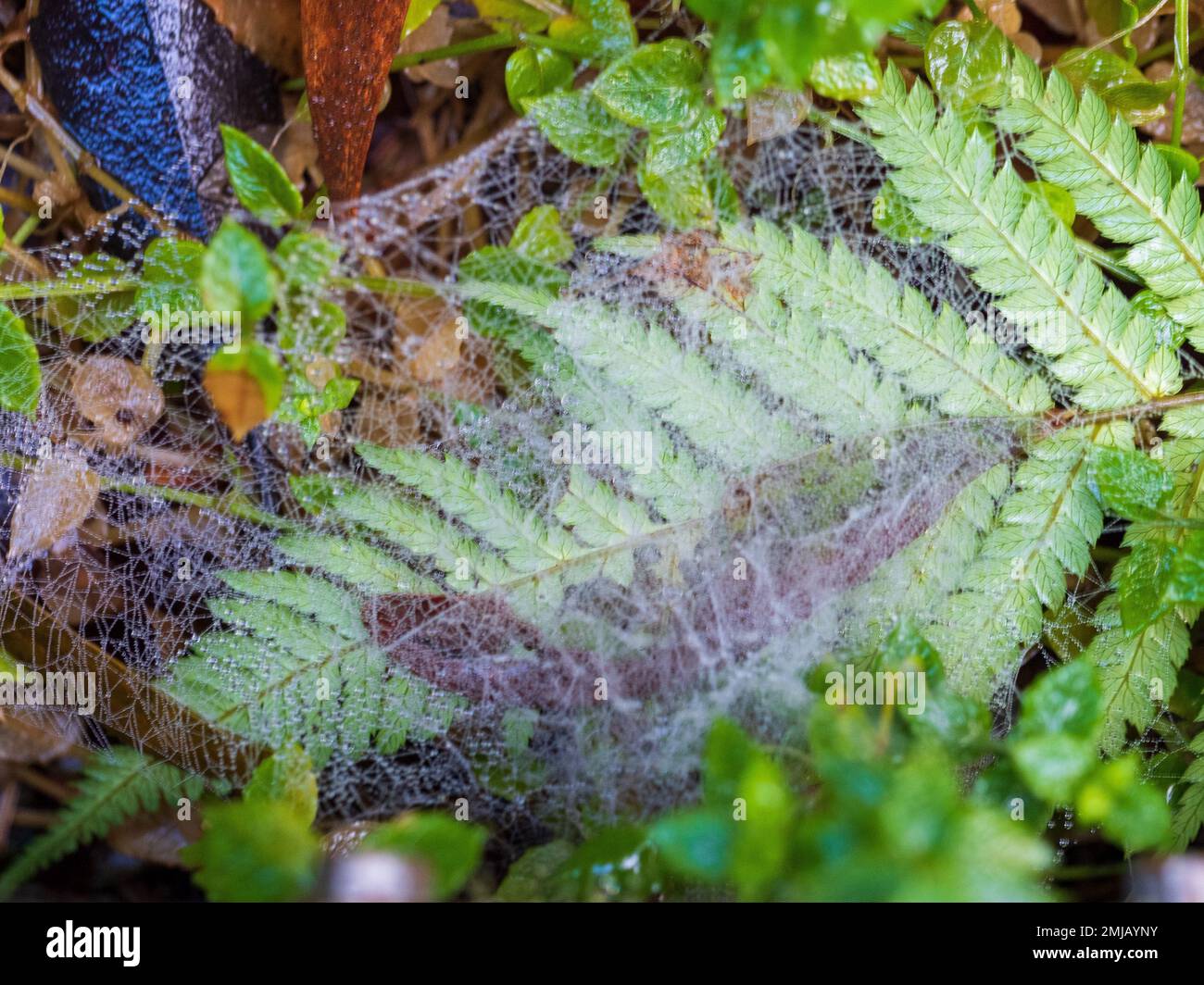 Australian water spiders hi-res stock photography and images - Alamy