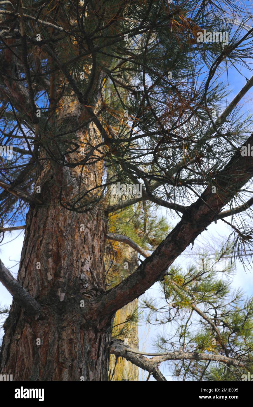 Very tall tree species hi-res stock photography and images - Alamy