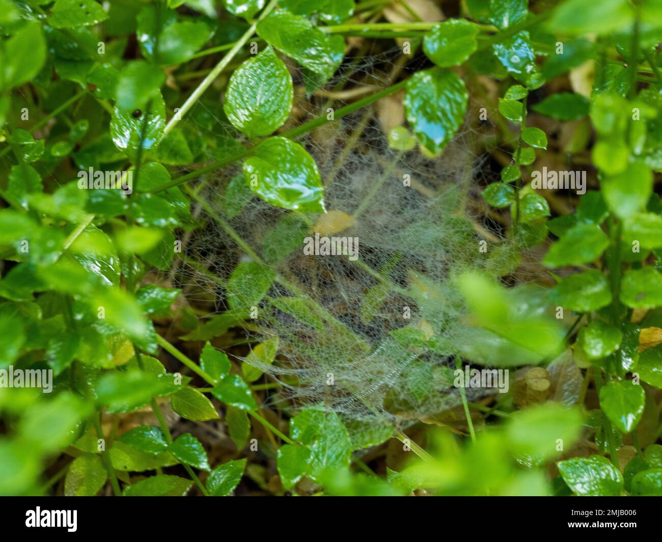 Australian water spiders hi-res stock photography and images - Alamy