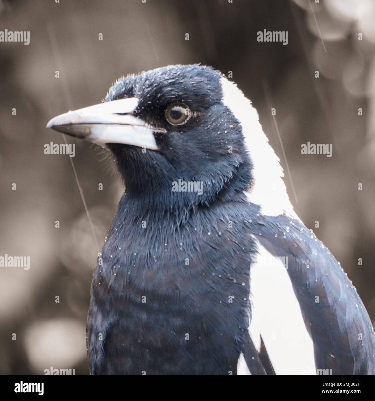 Bird Portrait of an Australian Magpie in the rain,serious, Australia ...