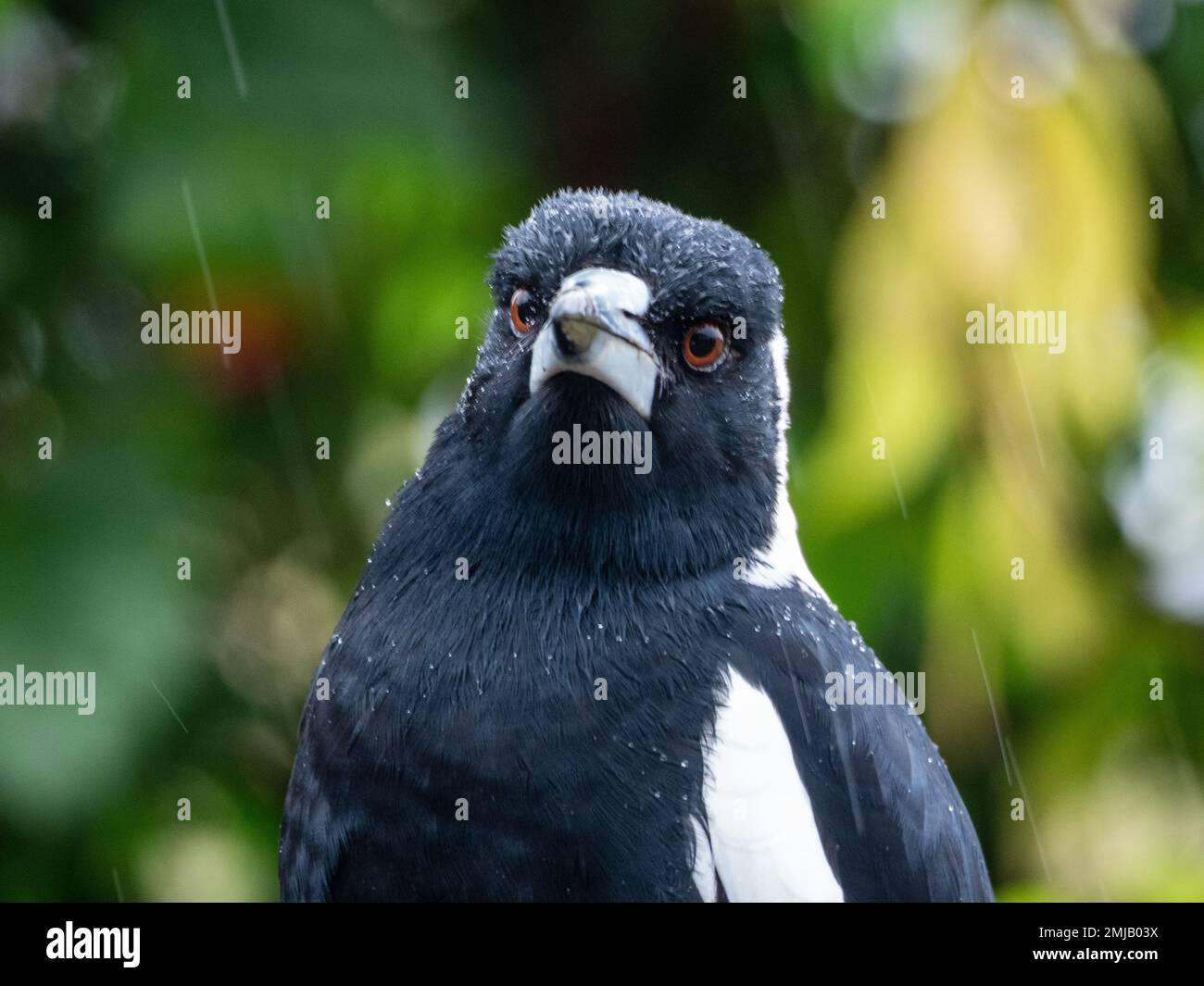 Bird Portrait of an Australian Magpie getting wet as the heavy rain is ...