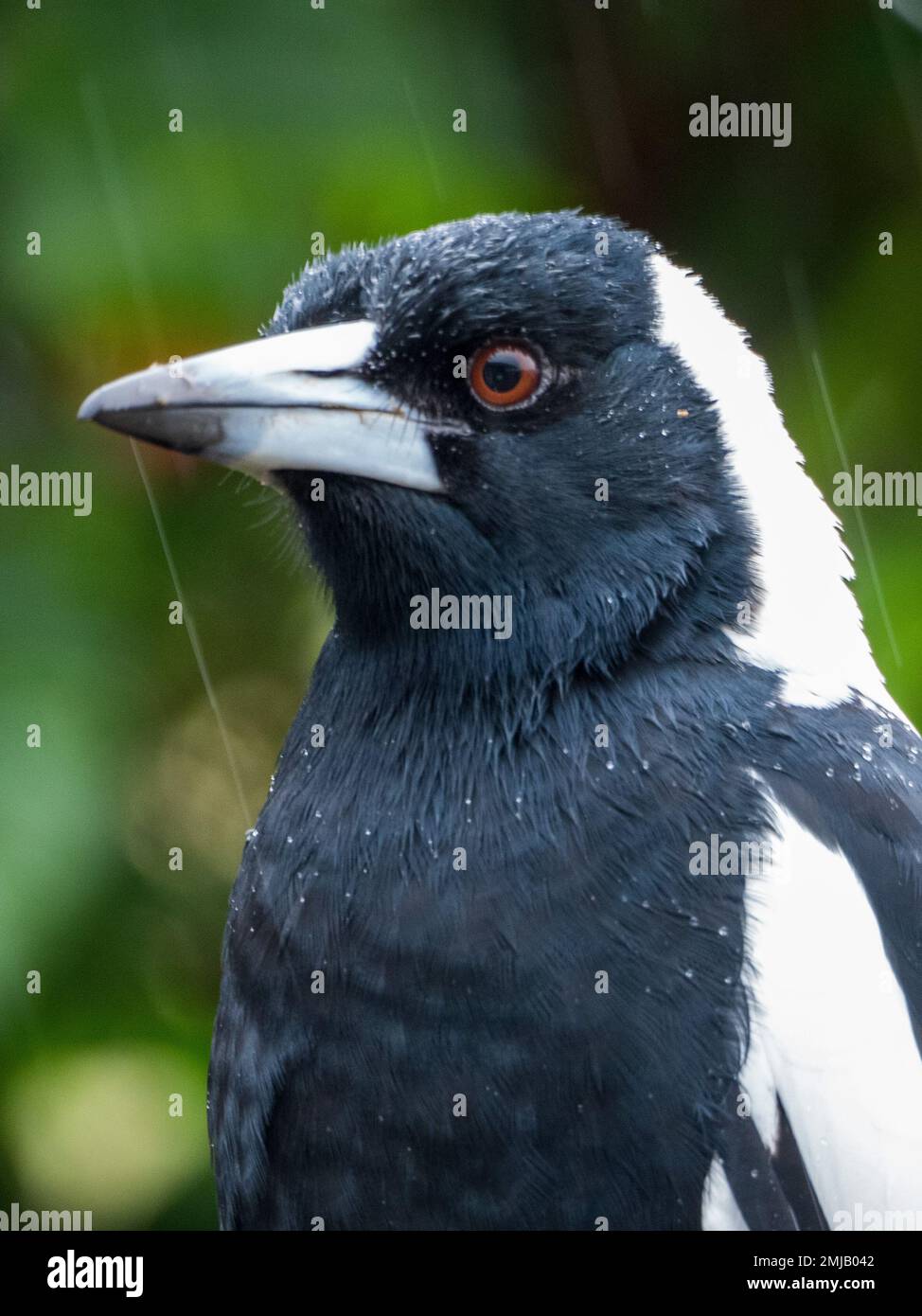 Bird Portrait of a Magpie getting wet as the rain falling, serious ...